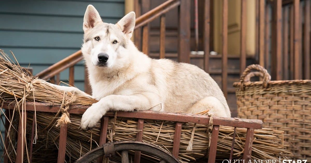 Outlander: STARZ Celebrates Year Of The Dog With Photo of Rollo
