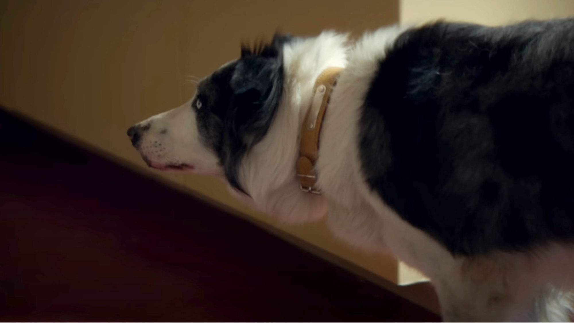 Anatomy of a Fall Breakout Star & Good Doggo Messi Gets Own TV Show