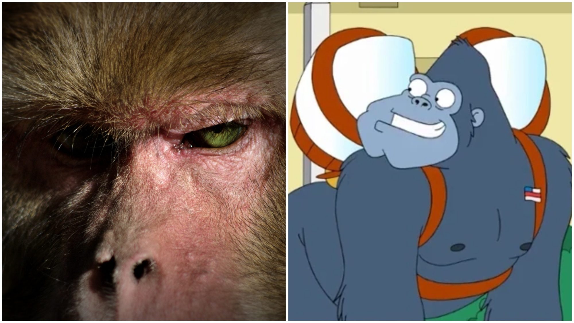 American Dad Showed Us What Escaped Lab Monkeys Could Lead To